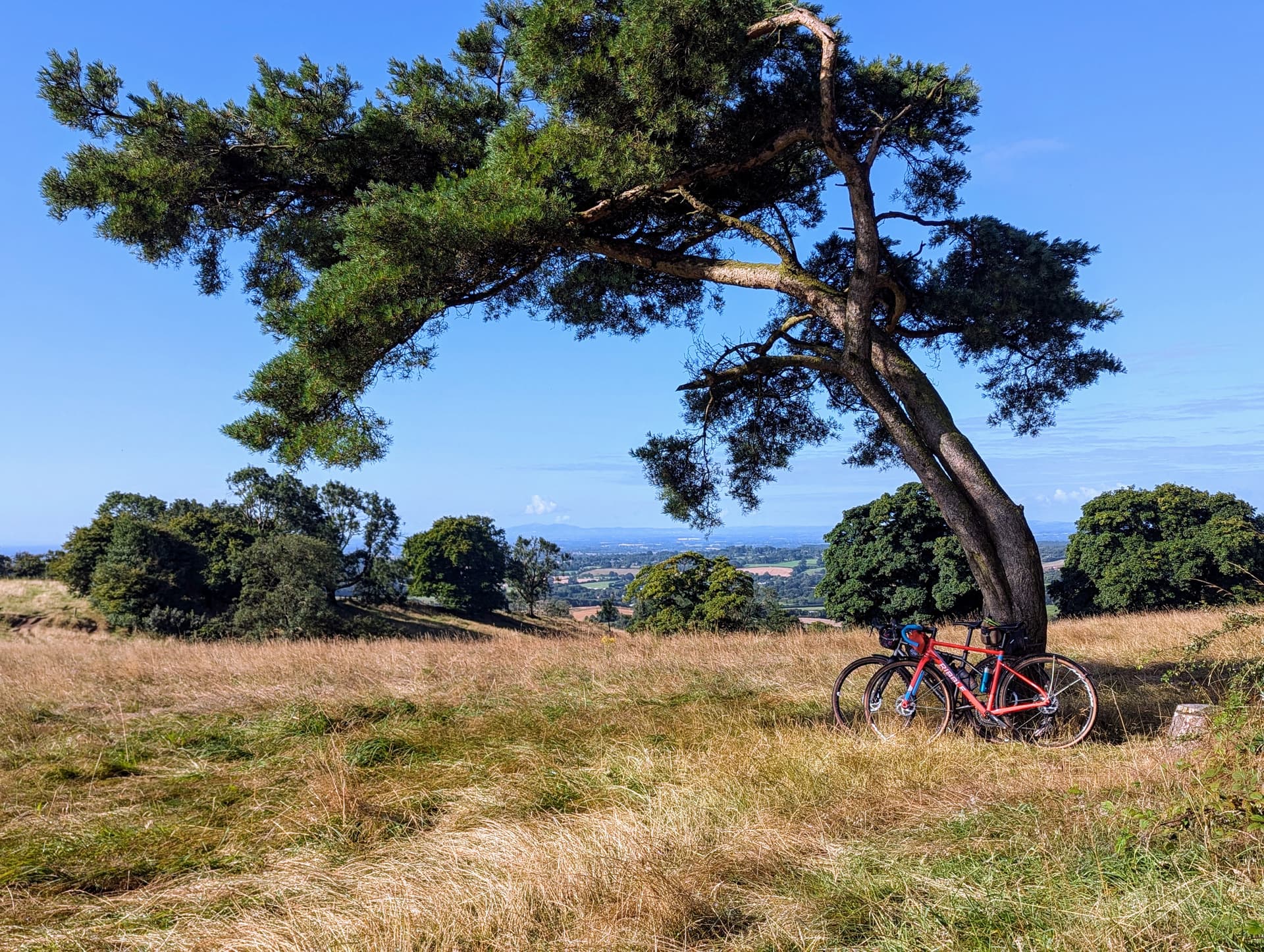 Tree thread - Social - Drowned in Sound | Community